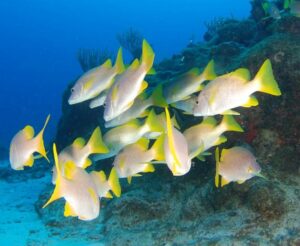 Is a Fish an Animal? Here's What You Need to Know