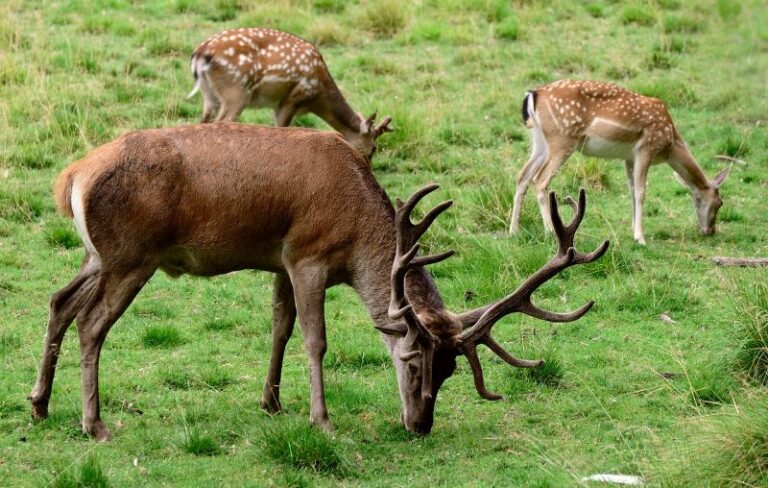17 Fun & Interesting Facts About Deer You Need to Know