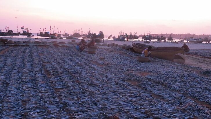 7 Different Overfishing Solutions for Conservation