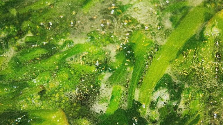 17 Important Algae Fuel Pros and Cons to Know