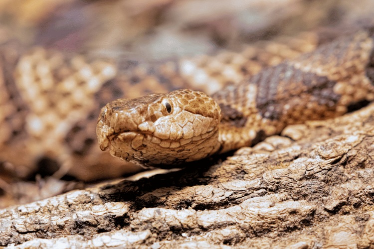 5 Different Snakes in West Virginia