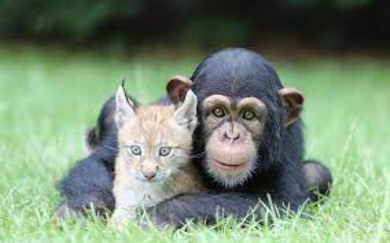 12 Awe-Inspiring Animal Friendships We Need to Learn From