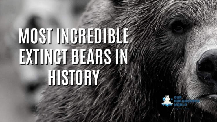 4 Most Incredible Extinct Bears in History