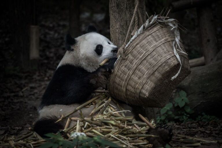 Top 10 Interesting Facts About Giant Pandas