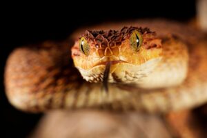15 Interesting Facts about Rattlesnakes