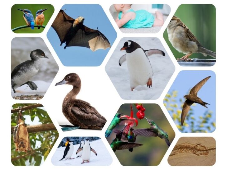 What Animal Has Two Feet But Can't Walk? A Fun Riddle Solved!