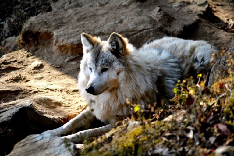 22 Different Types of Wolves in the World