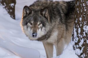 22 Different Types of Wolves in the World