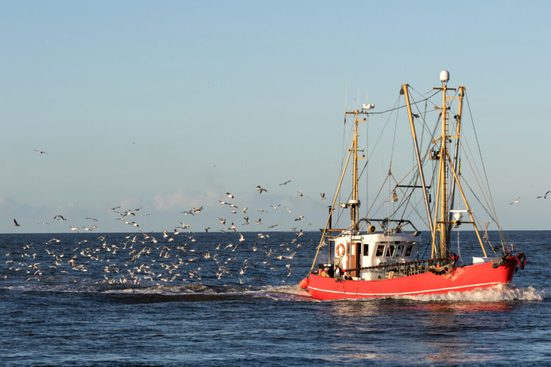 What is Overfishing? Examples & Solutions to Prevent