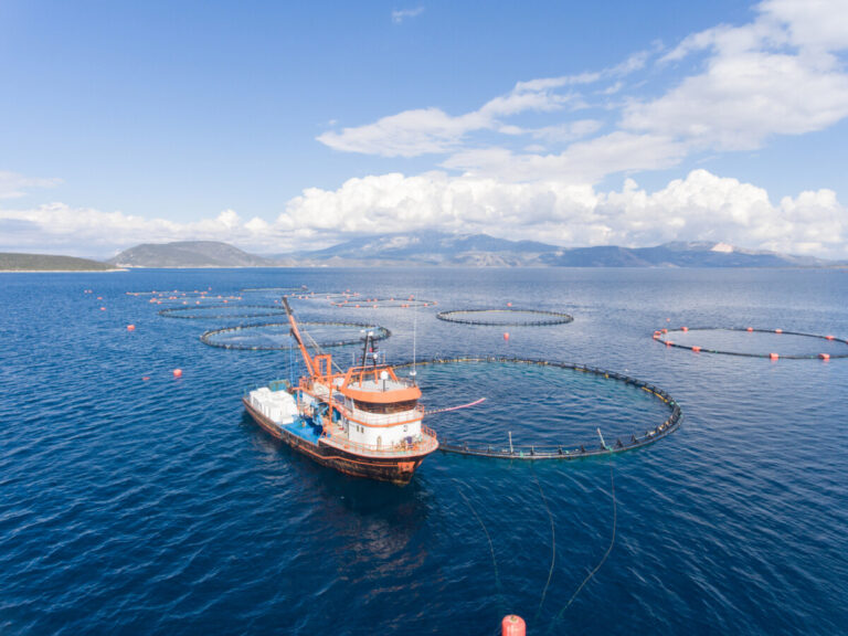 What is Overfishing? Examples & Solutions to Prevent