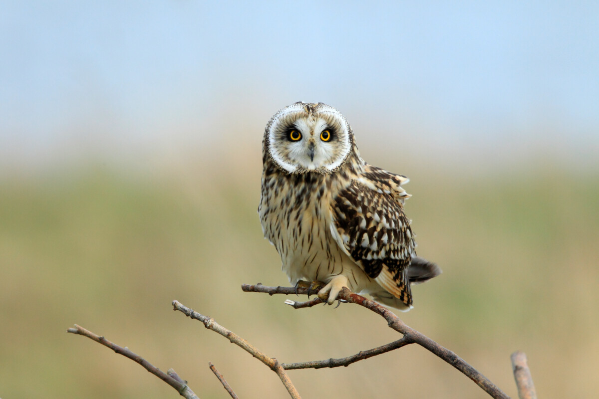Short-Eared Owl: Is This Species Endangered?