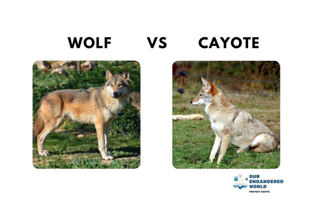 Wolves Size Comparison: How Big Are Wolves Compared to Dogs, Humans ...