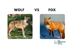 Wolves Size Comparison: How Big Are Wolves Compared to Dogs, Humans ...