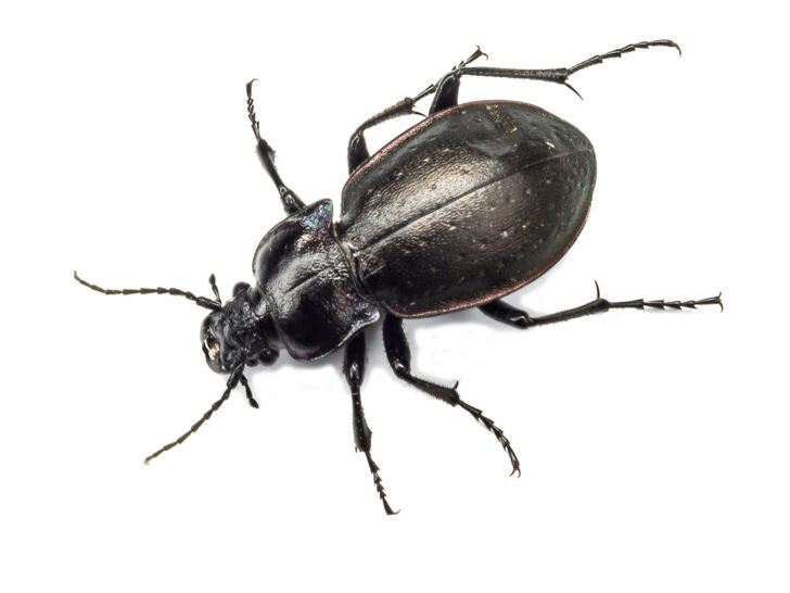 Are Beetles Bugs or Insects? The Definitive Answer