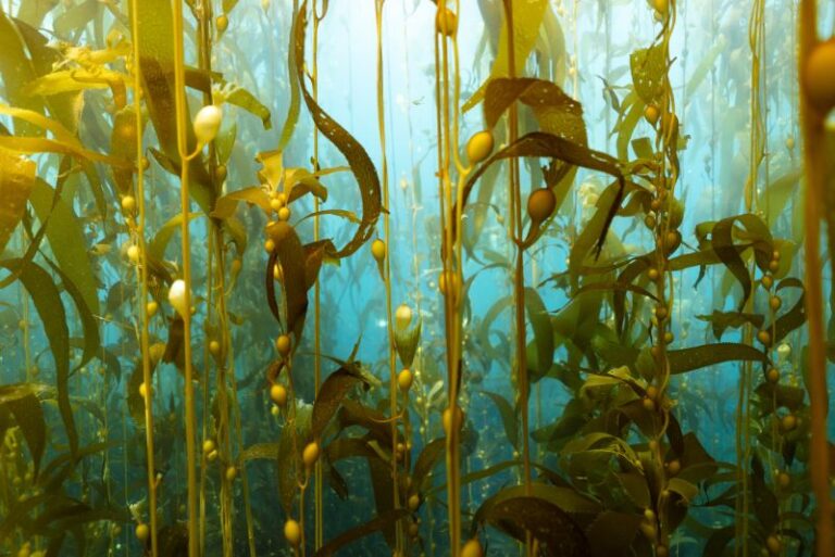 What Eats Kelp? A Comprehensive Guide to Its Predators