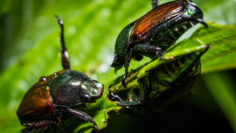 20 Different Animals with No Legs in the World