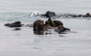 What Eats Kelp? A Comprehensive Guide to Its Predators