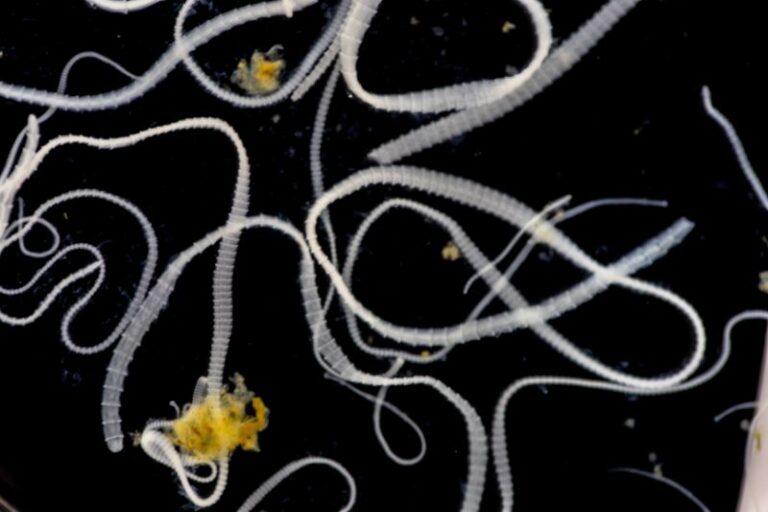 20 Different Animals with No Legs in the World