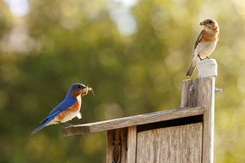 Blue Birds: A Comprehensive Guide to Identification and Habitats
