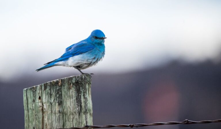 Blue Birds: A Comprehensive Guide to Identification and Habitats