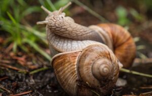 Snail Diet: What Do Snails Eat and How to Feed Them Properly