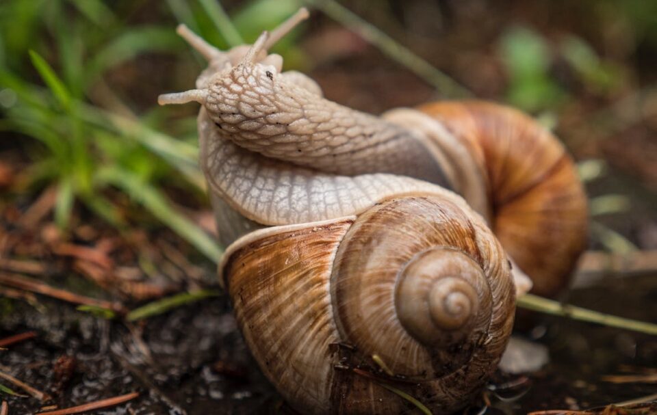 Snail Diet: What Do Snails Eat and How to Feed Them Properly