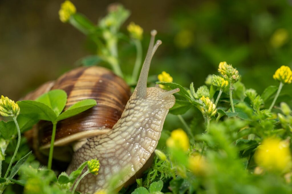 Snail Diet: What Do Snails Eat and How to Feed Them Properly