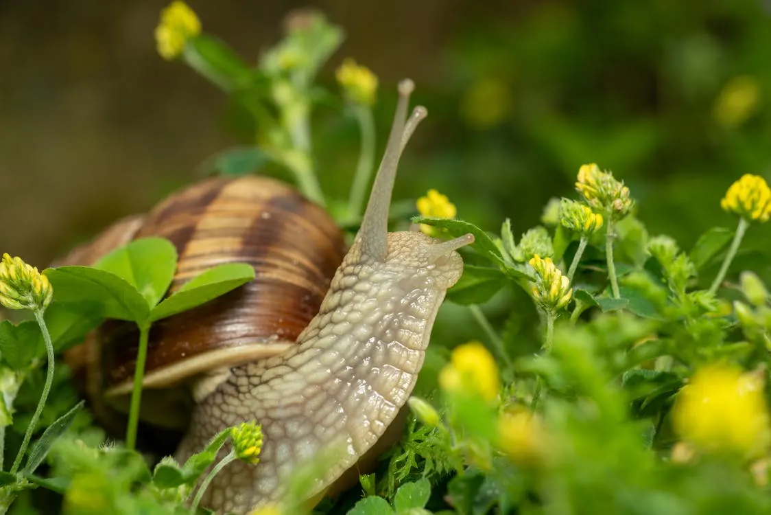 Snail Diet: What Do Snails Eat and How to Feed Them Properly