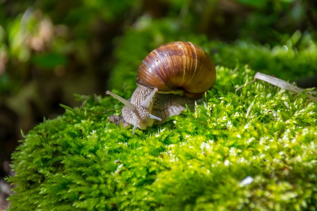 Snail Diet: What Do Snails Eat and How to Feed Them Properly
