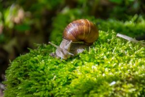Snail Diet: What Do Snails Eat and How to Feed Them Properly