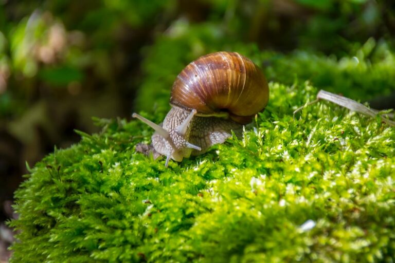 Snail Diet: What Do Snails Eat and How to Feed Them Properly