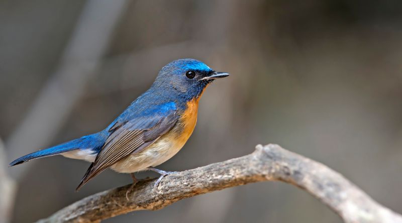 Blue Birds: A Comprehensive Guide to Identification and Habitats