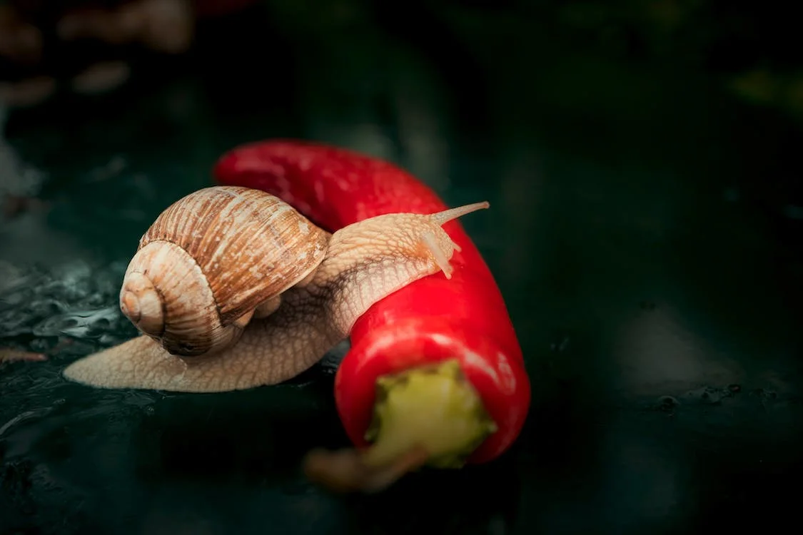 Snail Diet: What Do Snails Eat and How to Feed Them Properly