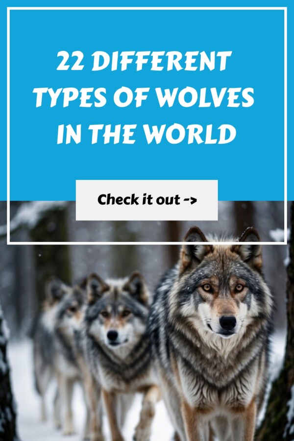 22 Different Types of Wolves in the World
