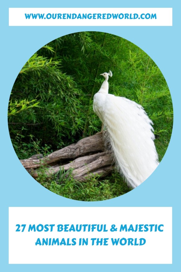 27 Most Beautiful & Majestic Animals in the World