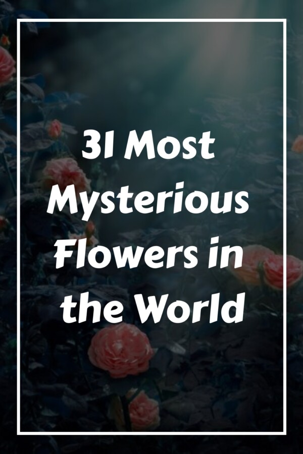 31 Most Mysterious Flowers in the World