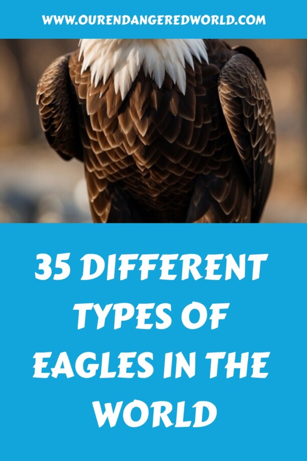 35 Different Types of Eagles in the World