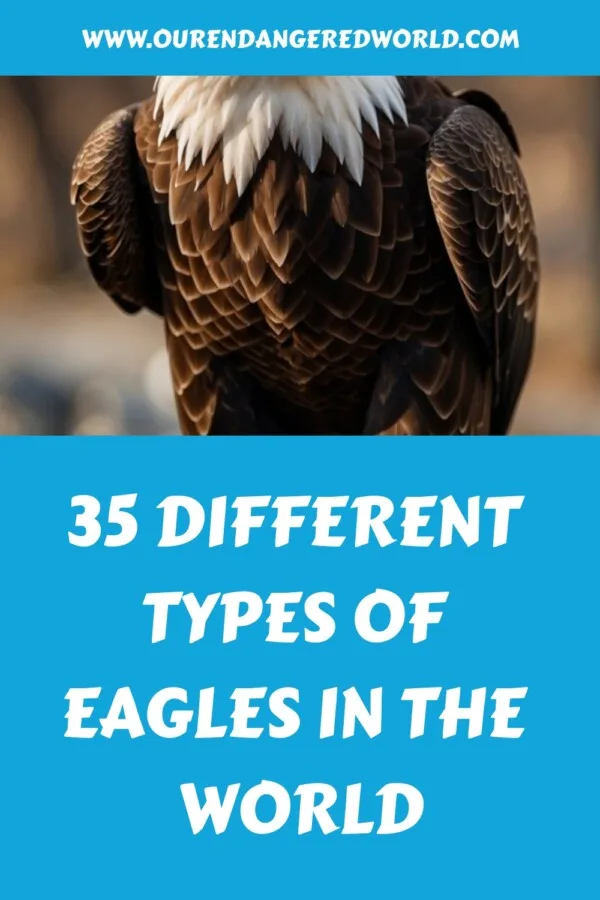 35 Different Types of Eagles in the World