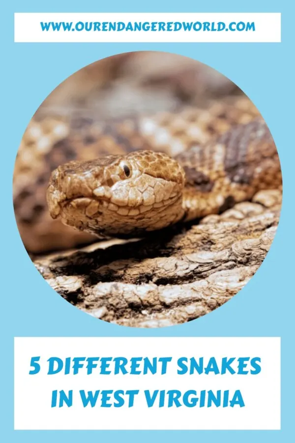 5 Different Snakes in West Virginia