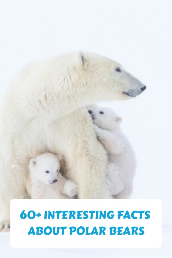 60 Fun & Interesting Facts About Polar Bears