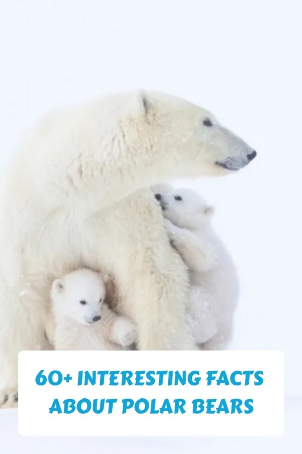 60 Fun & Interesting Facts About Polar Bears