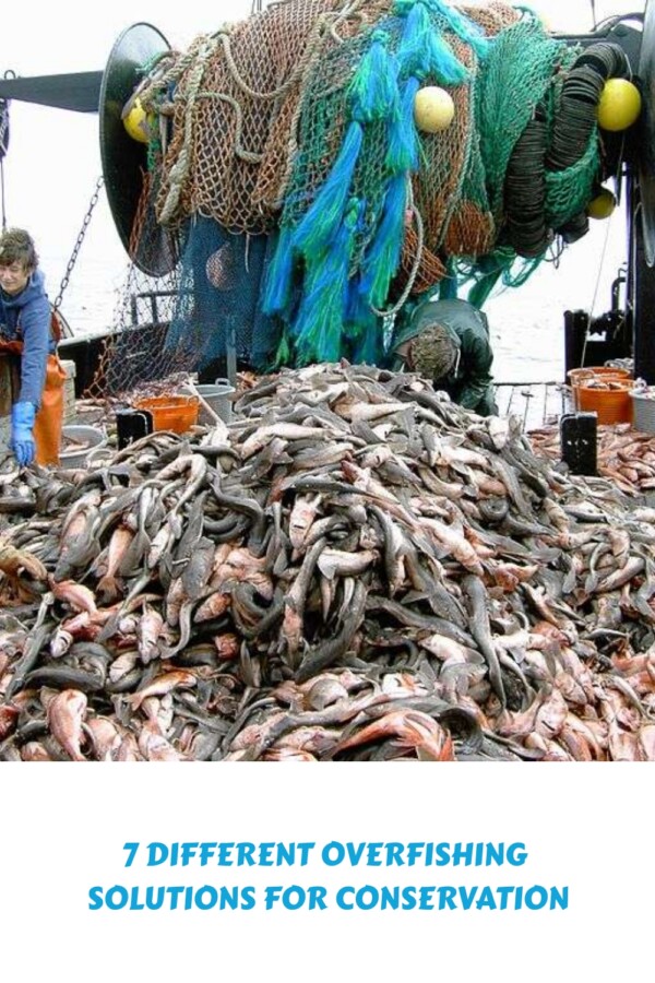 7 Different Overfishing Solutions for Conservation