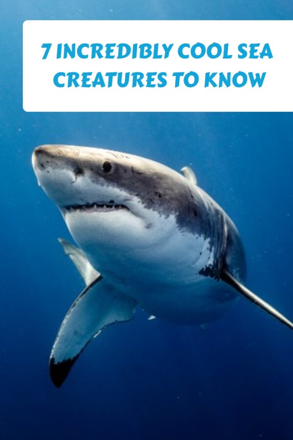 7 Incredibly Cool Sea Creatures to Know