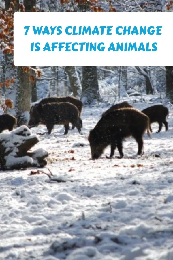 7 Ways Climate Change is Affecting Animals