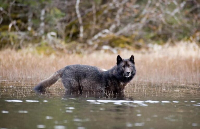 22 Different Types of Wolves in the World