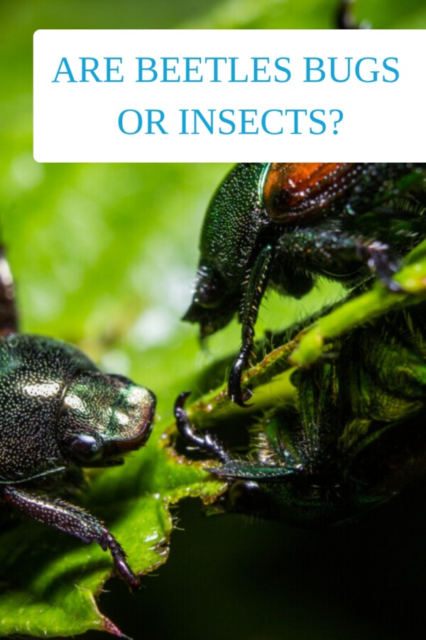 Are Beetles Bugs or Insects? The Definitive Answer
