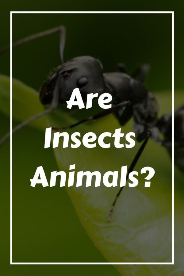 Are Insects Animals? Exploring the Truth