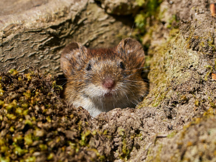 Vole vs Shrew: Size, Color, and Habitat Comparison