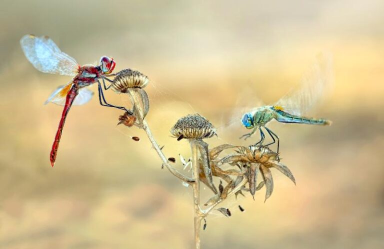 12 Animals with the Best Eyesight and Visual Acuity