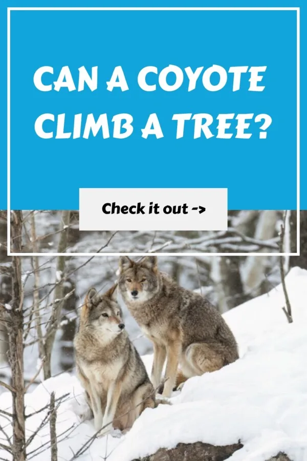 Can a Coyote Climb a Tree? Exploring the Surprising Climbing Skills of ...